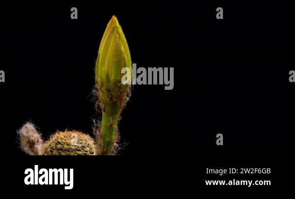 Yellow Colorful Flower Timelapse of Blooming Cactus Opening / 4k fast ...