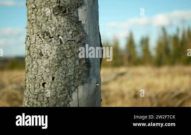 European beech tree bark Stock Videos & Footage - HD and 4K Video Clips ...