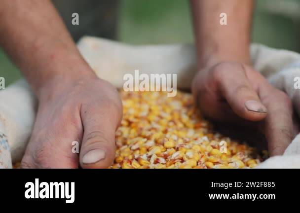 Bag of yellow corn kernels, farmer's hands pick up a handful of corn ...