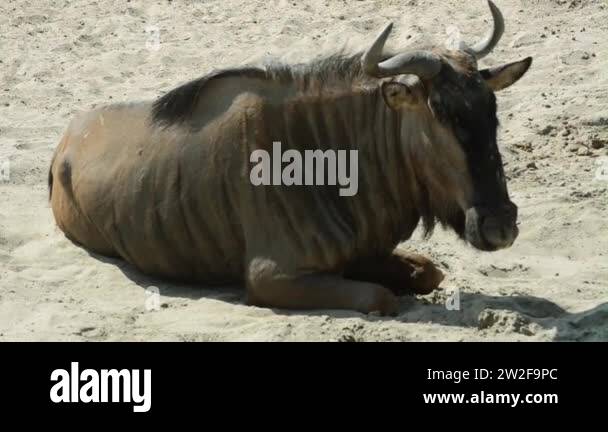 Bull sit Stock Videos & Footage - HD and 4K Video Clips - Alamy