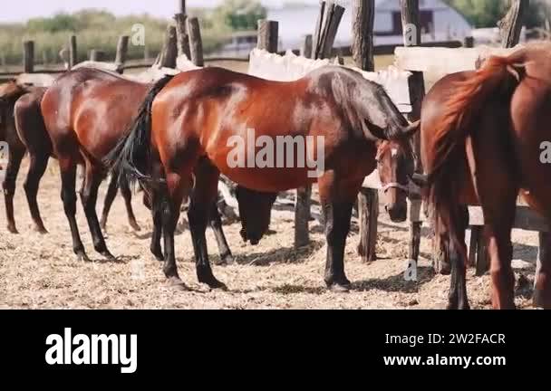 A family of brown thoroughbred horses stands behind a paddock and eats ...