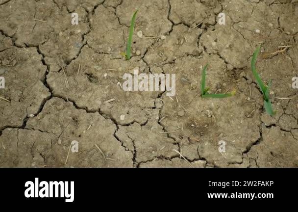 Very drought dry field land leaves garlic Allium cepa drying up the ...