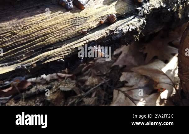 A family of fungi Stock Videos & Footage - HD and 4K Video Clips - Alamy