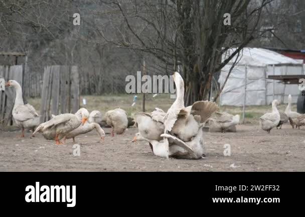 Animals mating Stock Videos & Footage - HD and 4K Video Clips - Alamy