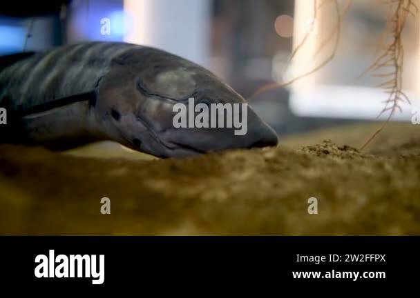Dipnoi lungfish Stock Videos & Footage - HD and 4K Video Clips - Alamy