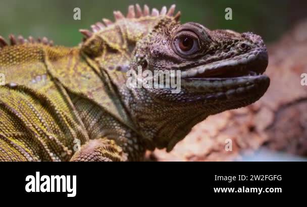 Philippine sailfin lizard, crested lizard, sail-fin lizard, sailfin ...