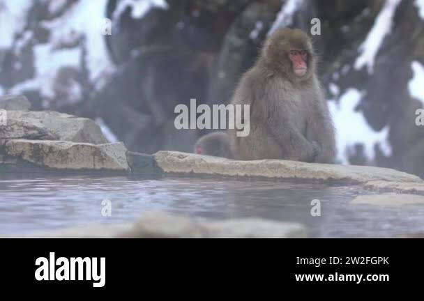 Slow motion of Japanese snow monkey macaque prevent cold near the hot ...