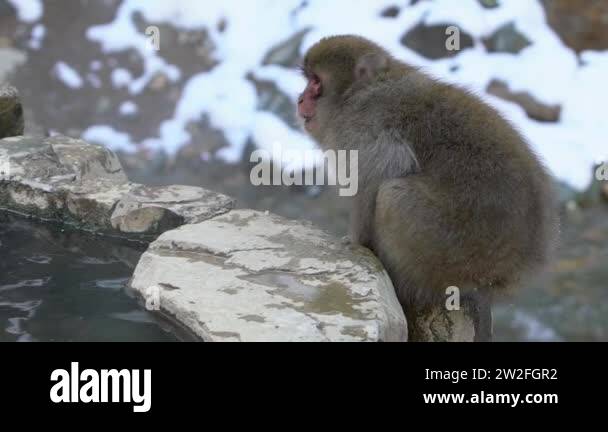 Slow motion of Japanese snow monkey macaque eat and prevent cold near ...