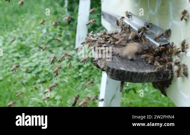 Bees bring fresh nectar into the hive. A large group of bees flies to ...