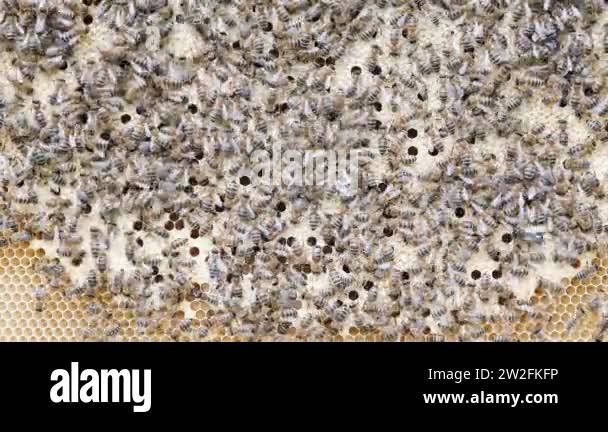 Honey Bee Brood. Brood care. The Birth of a Bee. Worker bee emerging ...