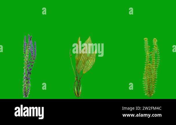 Underwater plants motion graphics with green screen background 4 Stock ...