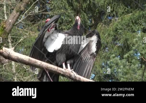 California condor tree Stock Videos & Footage - HD and 4K Video Clips ...