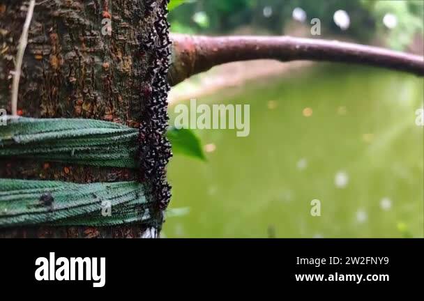 Termites are eusocial insects that are classified at the taxonomic rank ...