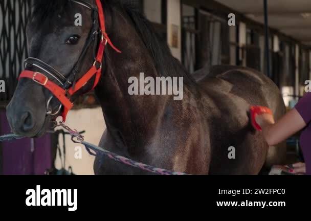 Animal preparation body Stock Videos & Footage - HD and 4K Video Clips ...