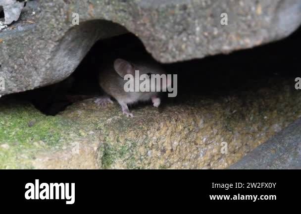 The house mouse is a small mammal of the order Rodentia ...