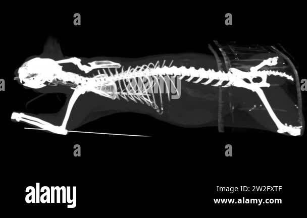 Cat skeleton anatomy Stock Videos & Footage - HD and 4K Video Clips - Alamy