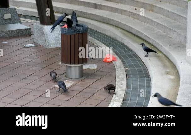 Bird eating garbage Stock Videos & Footage - HD and 4K Video Clips - Alamy