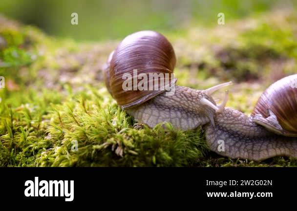 Helix pomatia also Roman snail, Burgundy snail, edible snail or ...