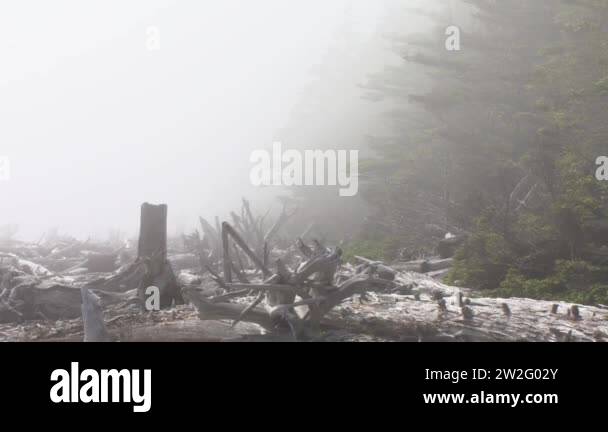 Shredded trees Stock Videos & Footage - HD and 4K Video Clips - Alamy