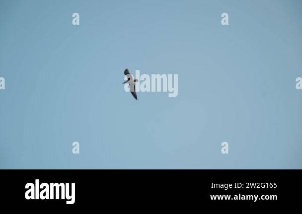 Bird bottom Stock Videos & Footage - HD and 4K Video Clips - Alamy