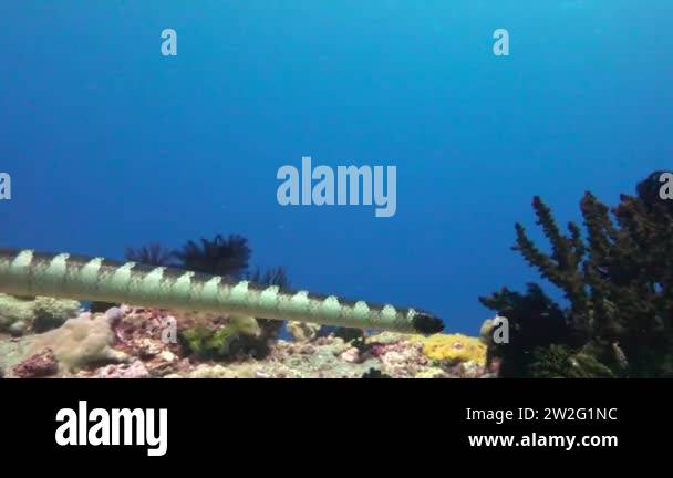 Dubois ' most venomous sea snake. Fascinating underwater dives off the ...