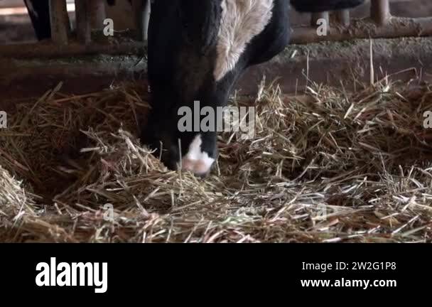 Slow Motion of milk cow feeding process on modern farm. Domestic ...