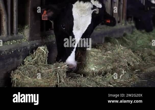 Cow in the barn of a dairy farm. Holstein cows feeding. Agriculture ...