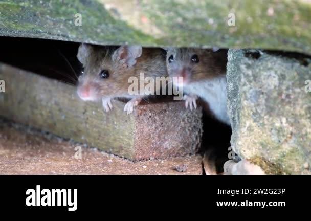 The house mouse is a small mammal of the order Rodentia ...