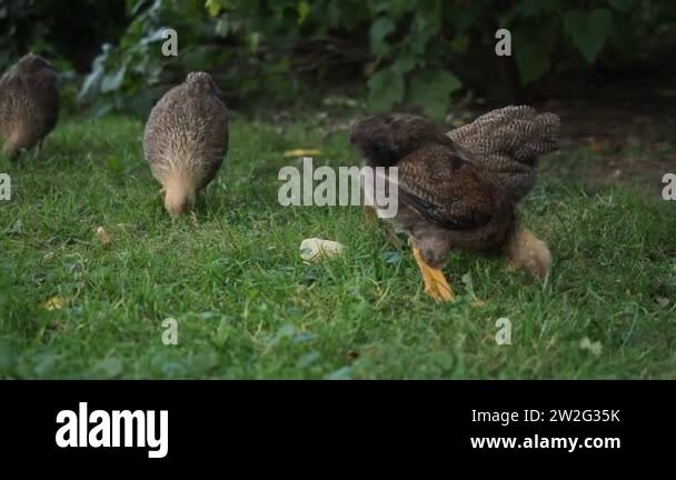 Free range hens -nine weeks old baby chickens - freely grazing in the ...