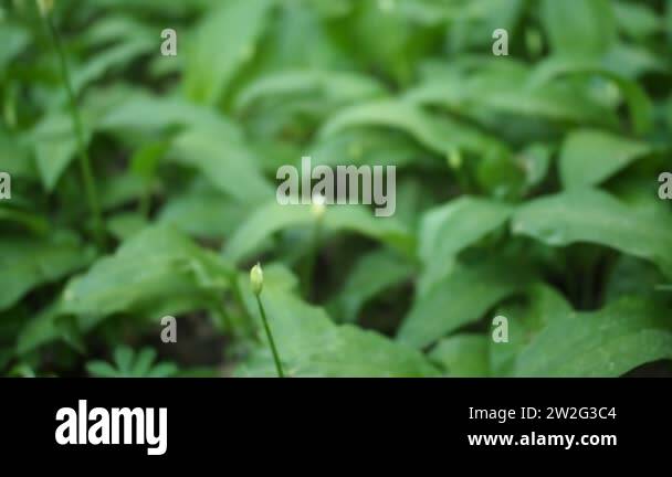 Field of green plants of ramson - wild garlic (Allium ursinum) in woods ...
