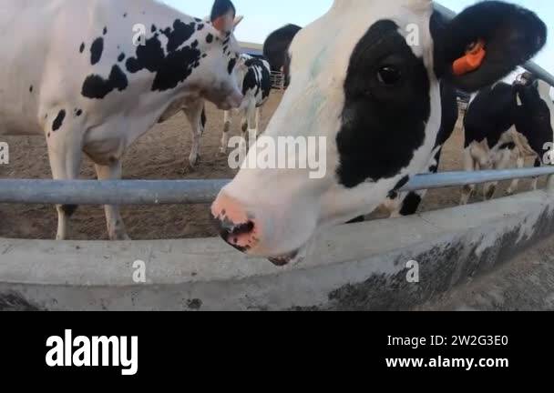 4K, Man touches the cow's nose in the barn of a dairy farm. Cattle of ...