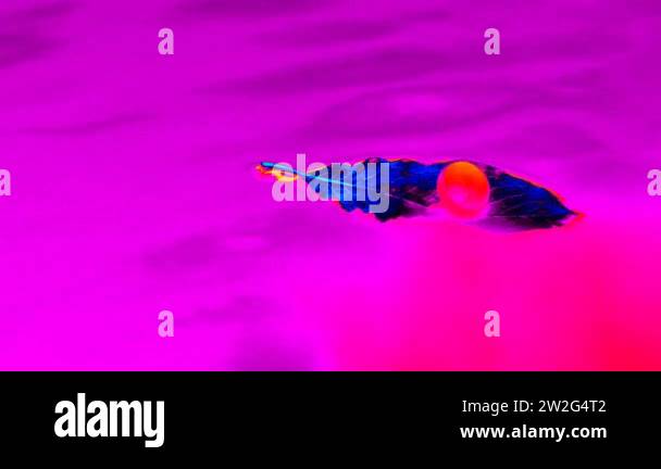 Leaf floating in the river carried by the blowing wind. Gamma radiation ...