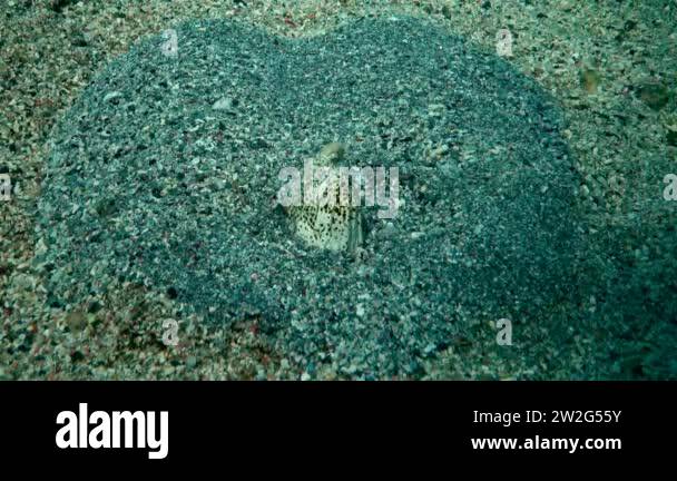 Burrowing snake eel (Pisodonophis cancrivoris), Fish head sticking out ...