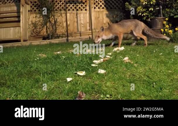 Garden night family Stock Videos & Footage - HD and 4K Video Clips - Alamy
