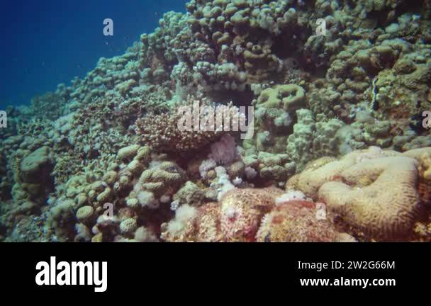 Coral reef, different types of coral and tropical fish. Nature of the ...
