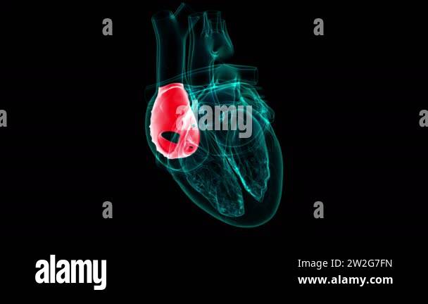 Heart atrium Stock Videos & Footage - HD and 4K Video Clips - Alamy