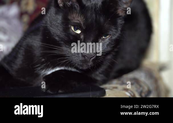 Cat, ears, back Stock Videos & Footage - HD and 4K Video Clips - Alamy