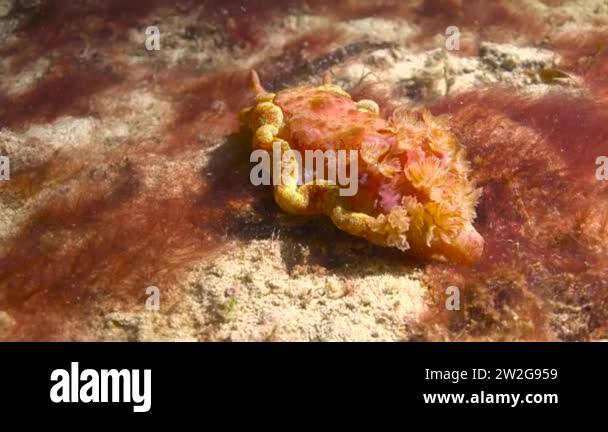 Nudibranchs, the Spanish dancer. Exciting night diving off the ...