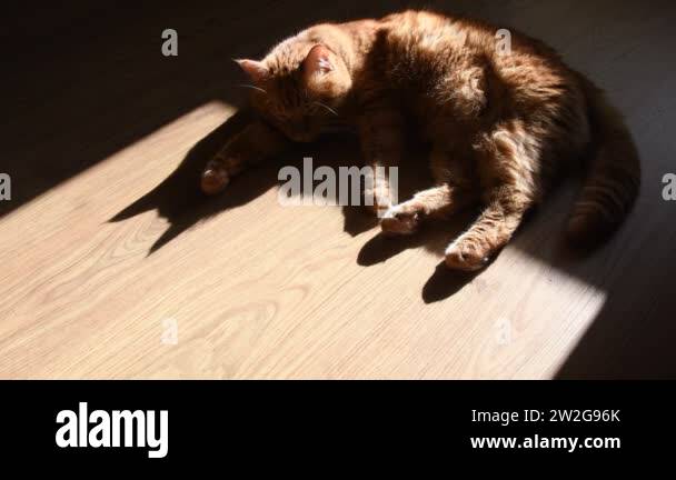 Nap triangle Stock Videos & Footage - HD and 4K Video Clips - Alamy