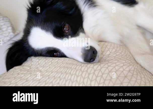 Border collie lying sleeping Stock Videos & Footage - HD and 4K Video ...