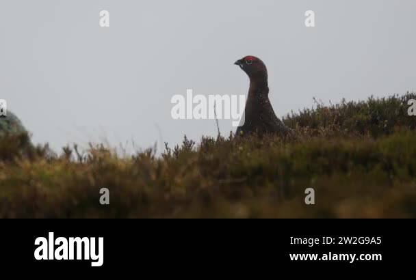 British partridge Stock Videos & Footage - HD and 4K Video Clips - Alamy