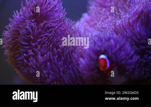 Sea Anemone in a marine aquarium with Nemo fish Stock Video Footage - Alamy