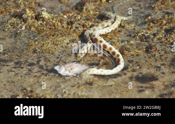 Underwater snakes are hunting and feeding in Red sea in Dahab Egypt ...