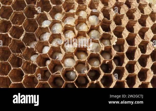 Detail of hegagonal structure of wasp nest with larvae in cells Stock ...