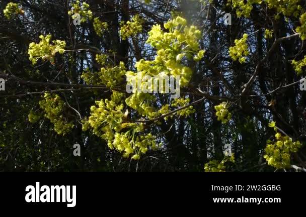 Cornus mas tree Stock Videos & Footage - HD and 4K Video Clips - Alamy