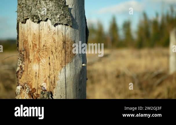 Bark wood beetle pest Ips typographus infestation, spruce and bast tree ...