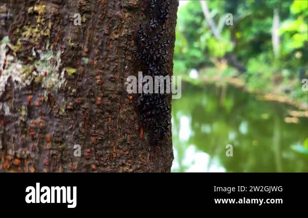 Termites are eusocial insects that are classified at the taxonomic rank ...