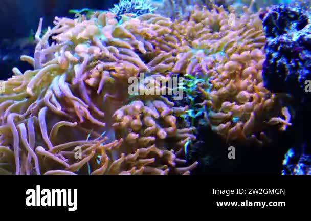 Symbiosis with fish, tentacles of large sea anemone in a marine ...