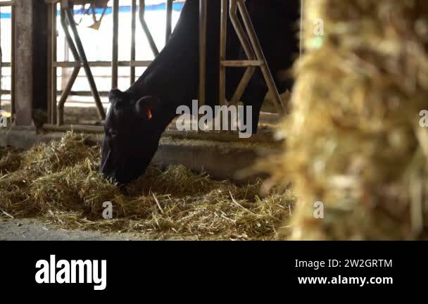 4K, Milk cow feeding process on modern farm. Domestic animals eating ...