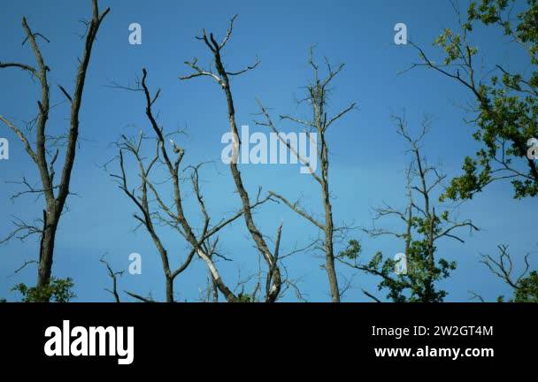 Dead quercus robur english oak death tree Stock Videos & Footage - HD ...